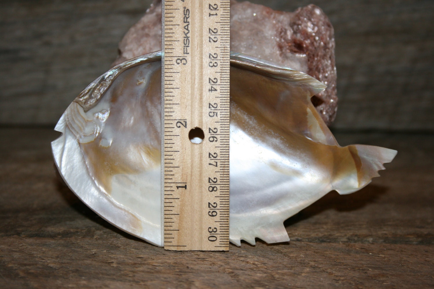 Fish Shaped Shell - Etsy