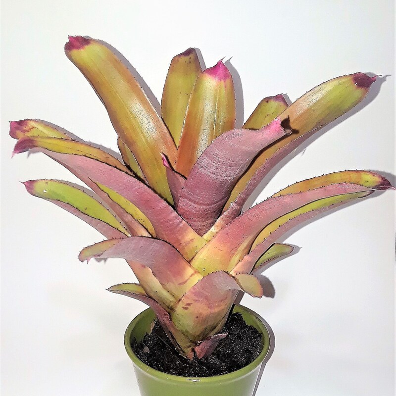 Neoregelia - Etsy