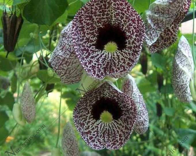 Dutchman Pipe Aristolochia Macrophylla Perennial Vine Live Plant - Etsy