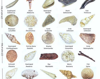 shell fossil identification chart