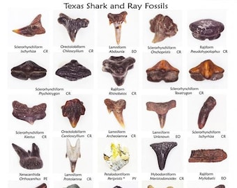 Texas Fossils Poster - 11 X 17 Free Shipping - Etsy