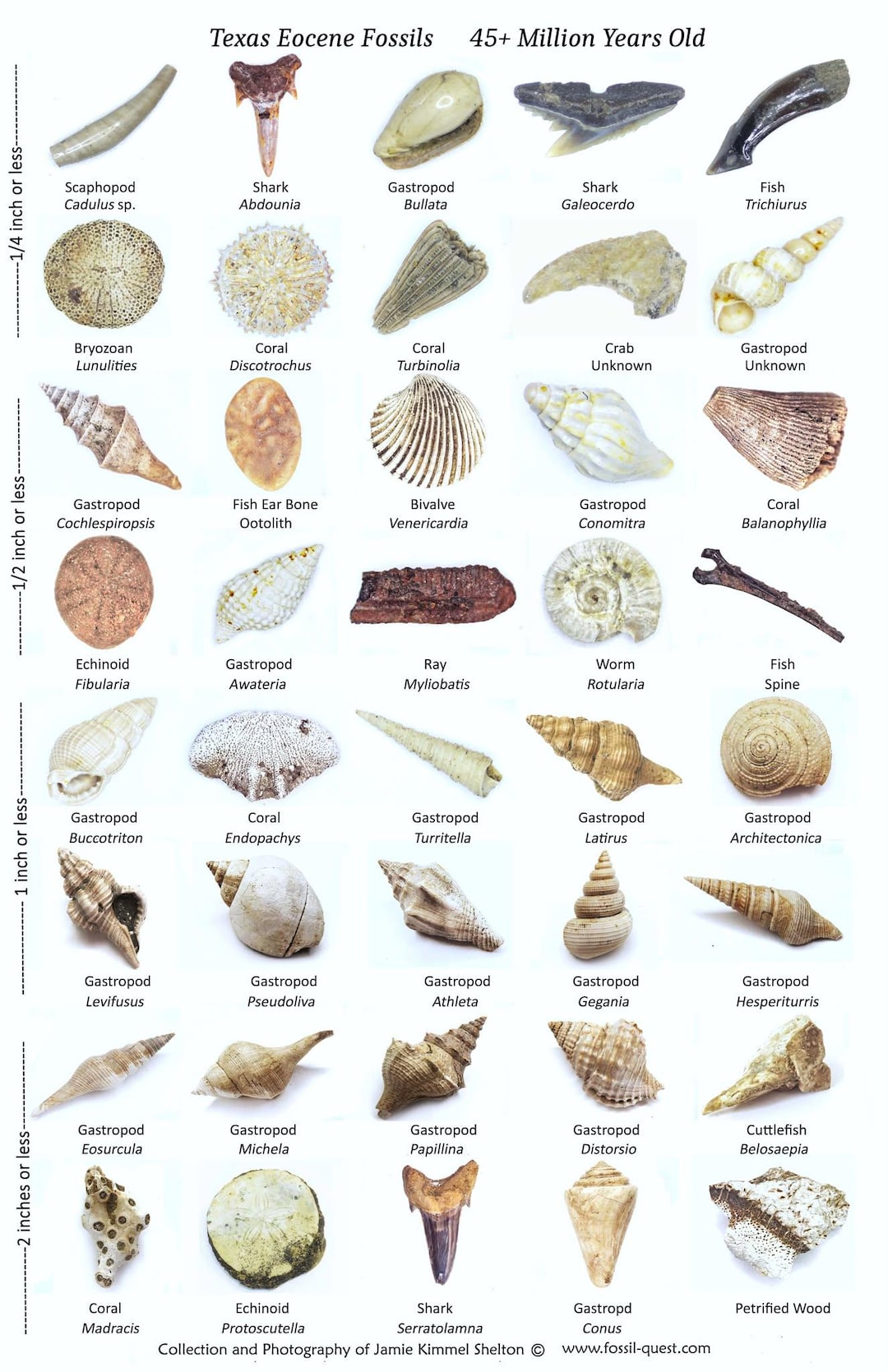 Texas Eocene Fossils Poster - 11 X 17 Free Shipping - Etsy
