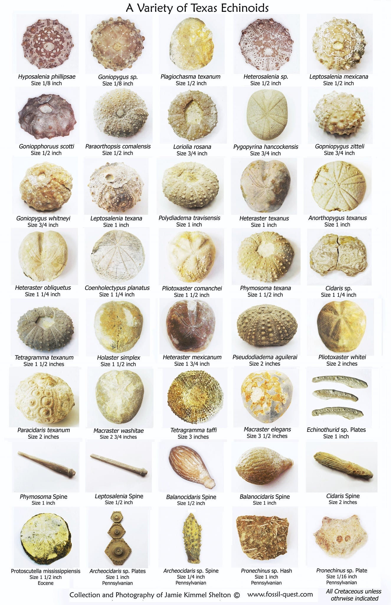 Texas Echinoids Fossil Poster - 11 X 17 Free Shipping - Etsy