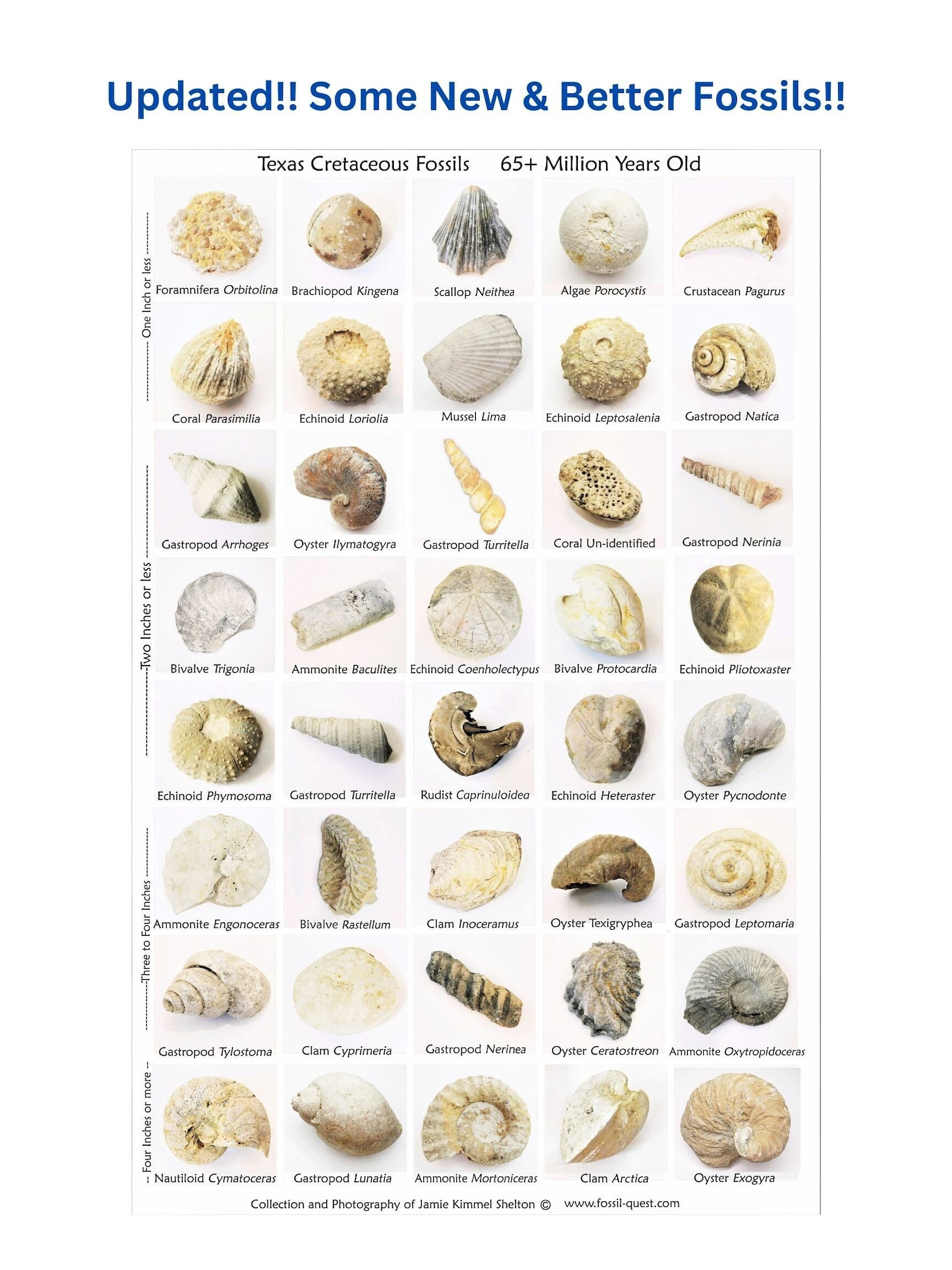 Texas Fossils Poster - 11 X 17 Free Shipping - Etsy