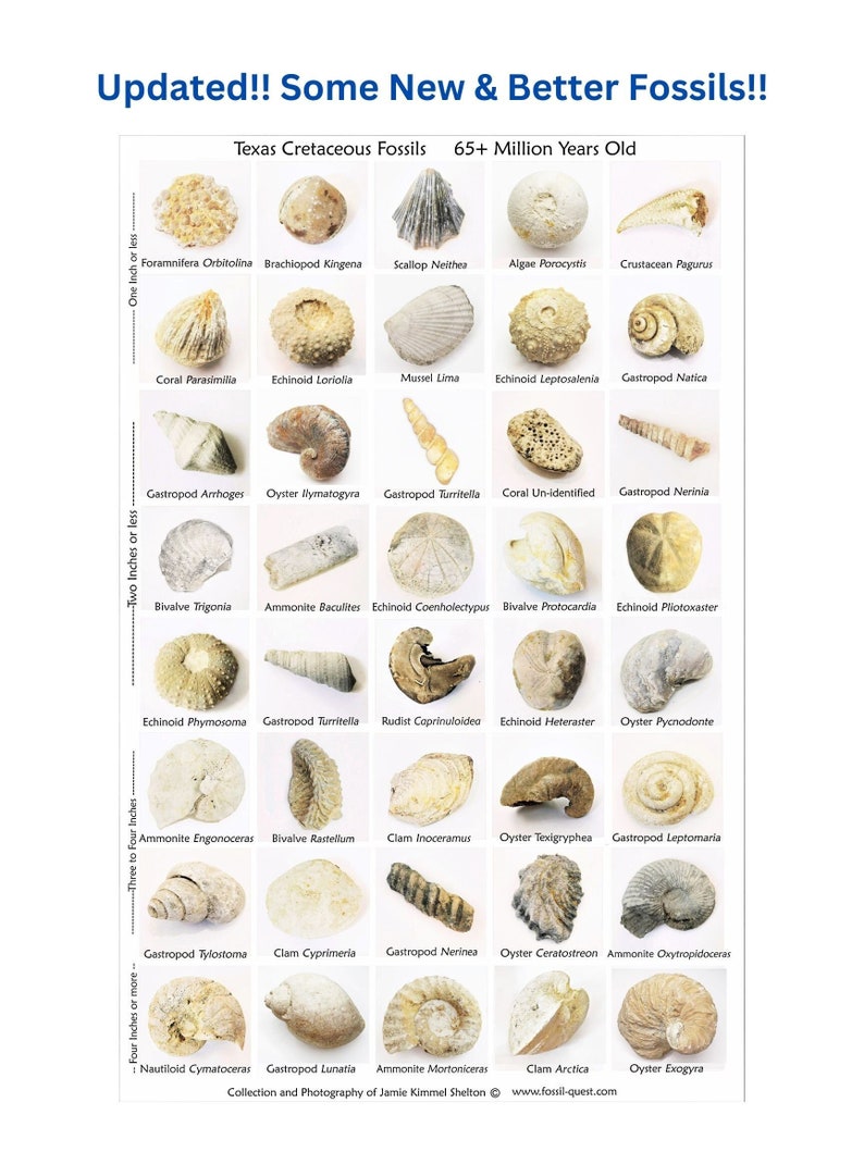 Texas Fossils Poster - 11 X 17 Free Shipping - Etsy