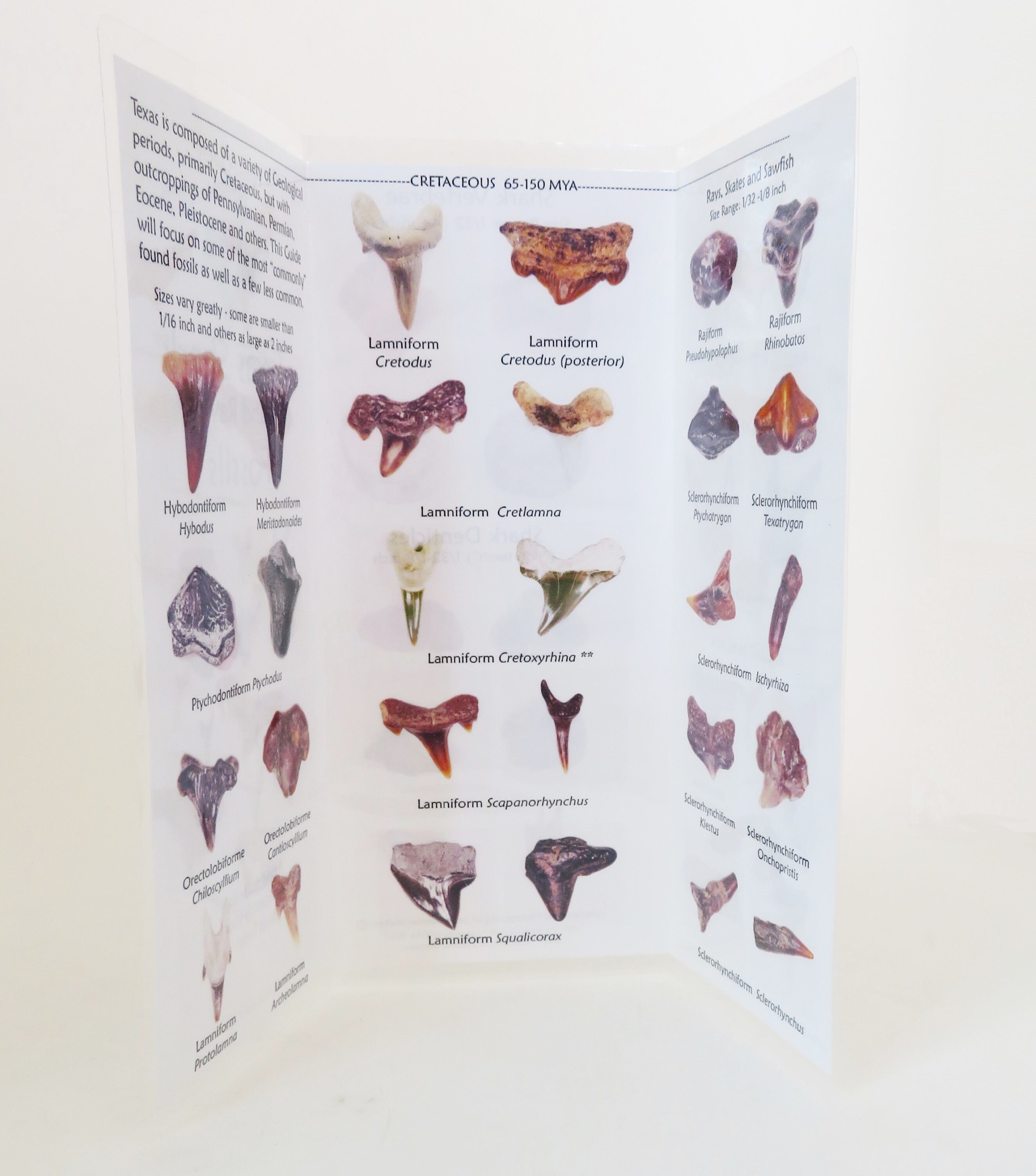 Texas Fossil Sharks Laminated Field Guide - Etsy