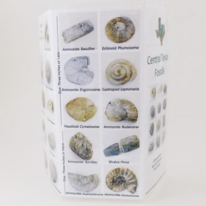 Texas Fossil Guide - Central Texas Cretaceous Fossils - Etsy