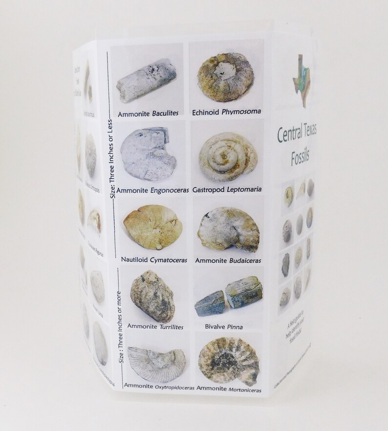 Texas Fossil Guide - Central Texas Cretaceous Fossils - Etsy