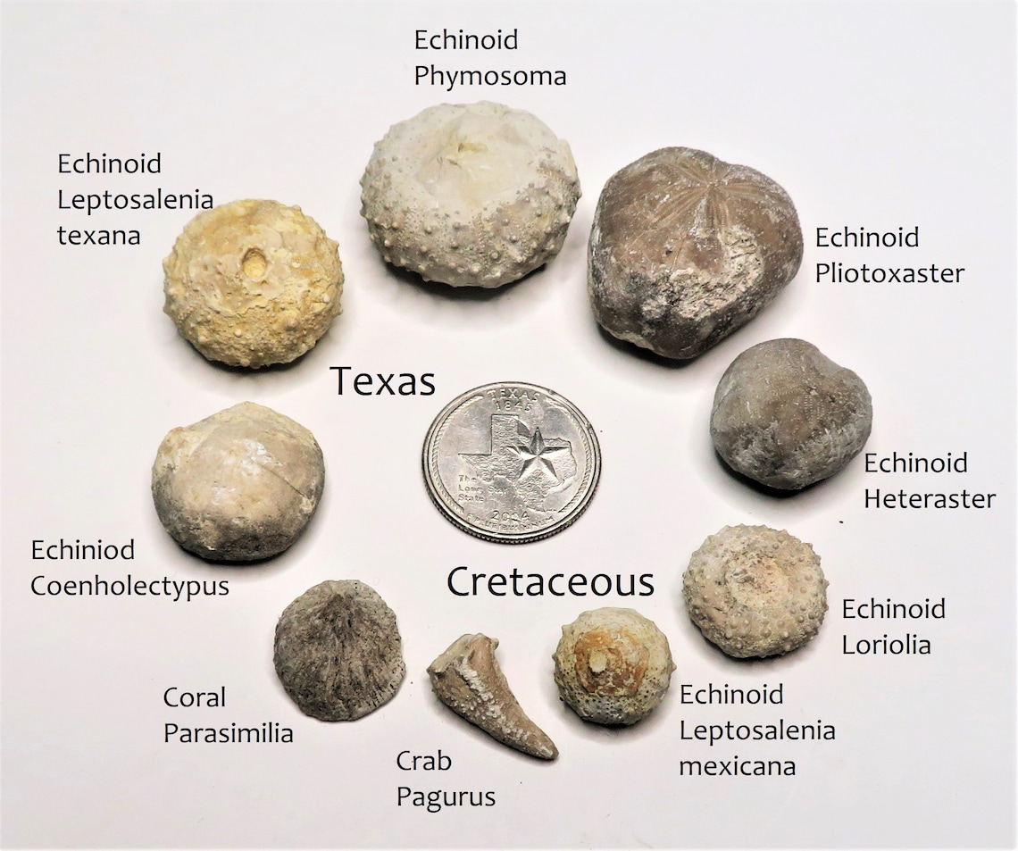 Fossil Set special Texas Cretaceous Fossils Echinoids, Crab, & More - Etsy