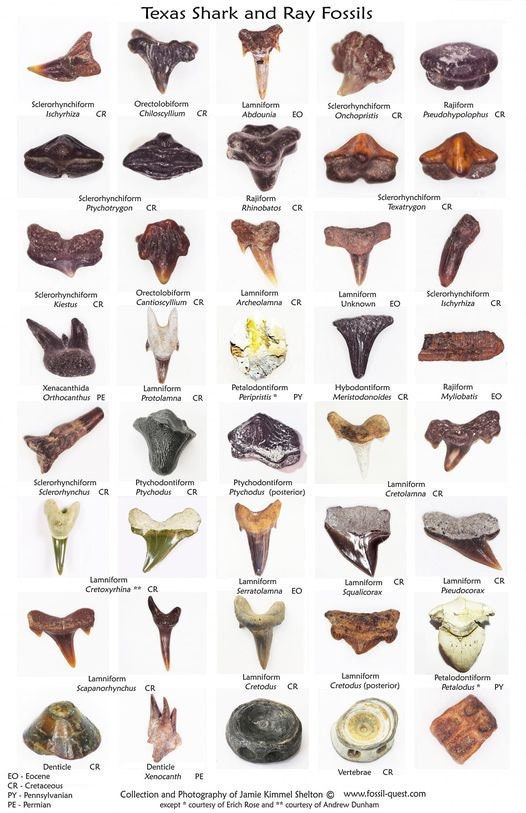 Shark Tooth Identification Chart
