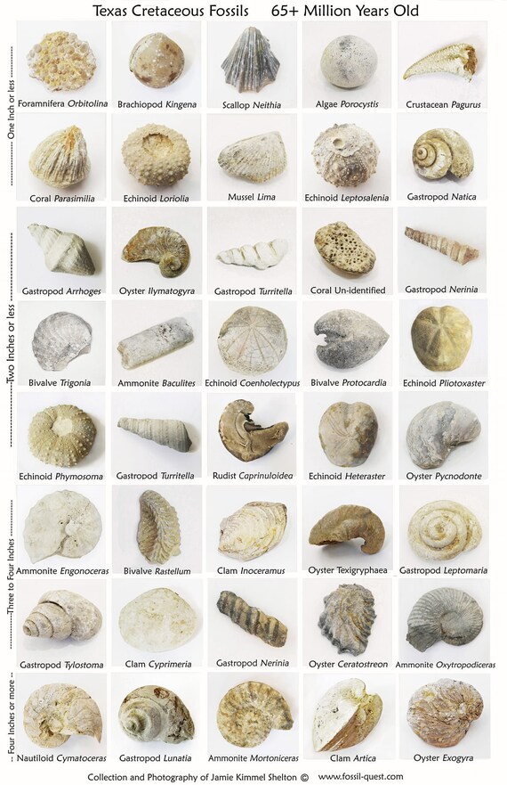 Texas Fossils Poster 11 X 17 Free Shipping - Etsy