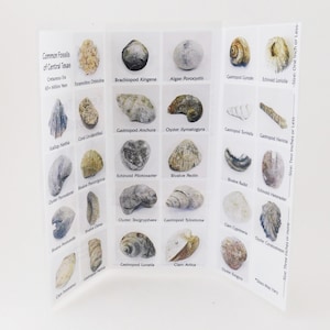 Texas Fossil Guide - Central Texas Cretaceous Fossils - Etsy
