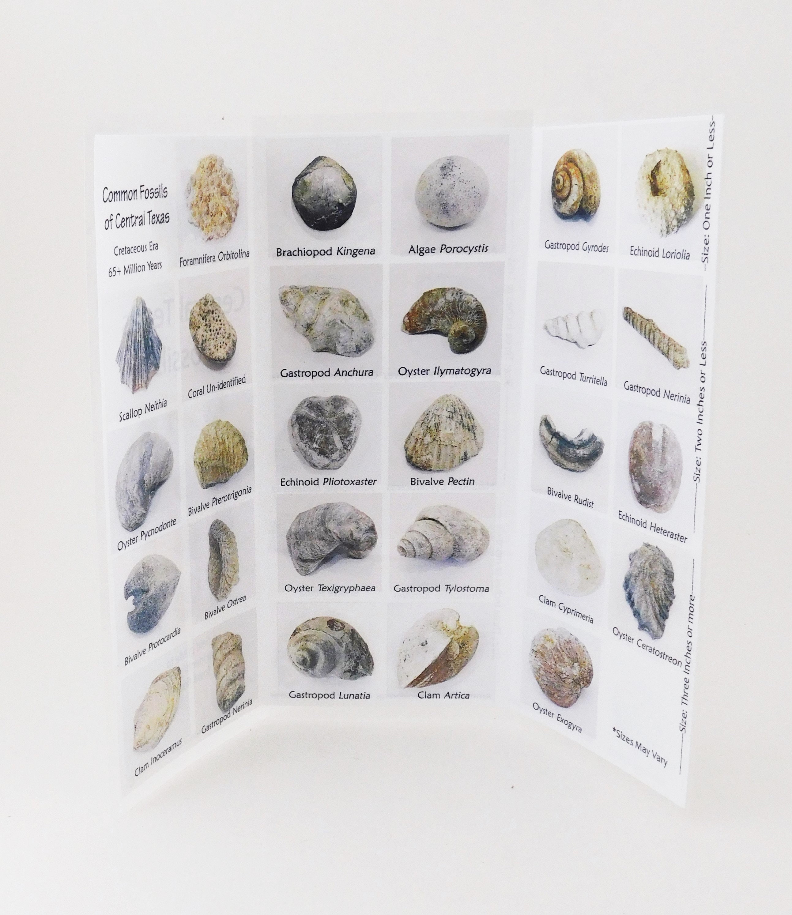 Texas Fossil Guide - Central Texas Cretaceous Fossils - Etsy
