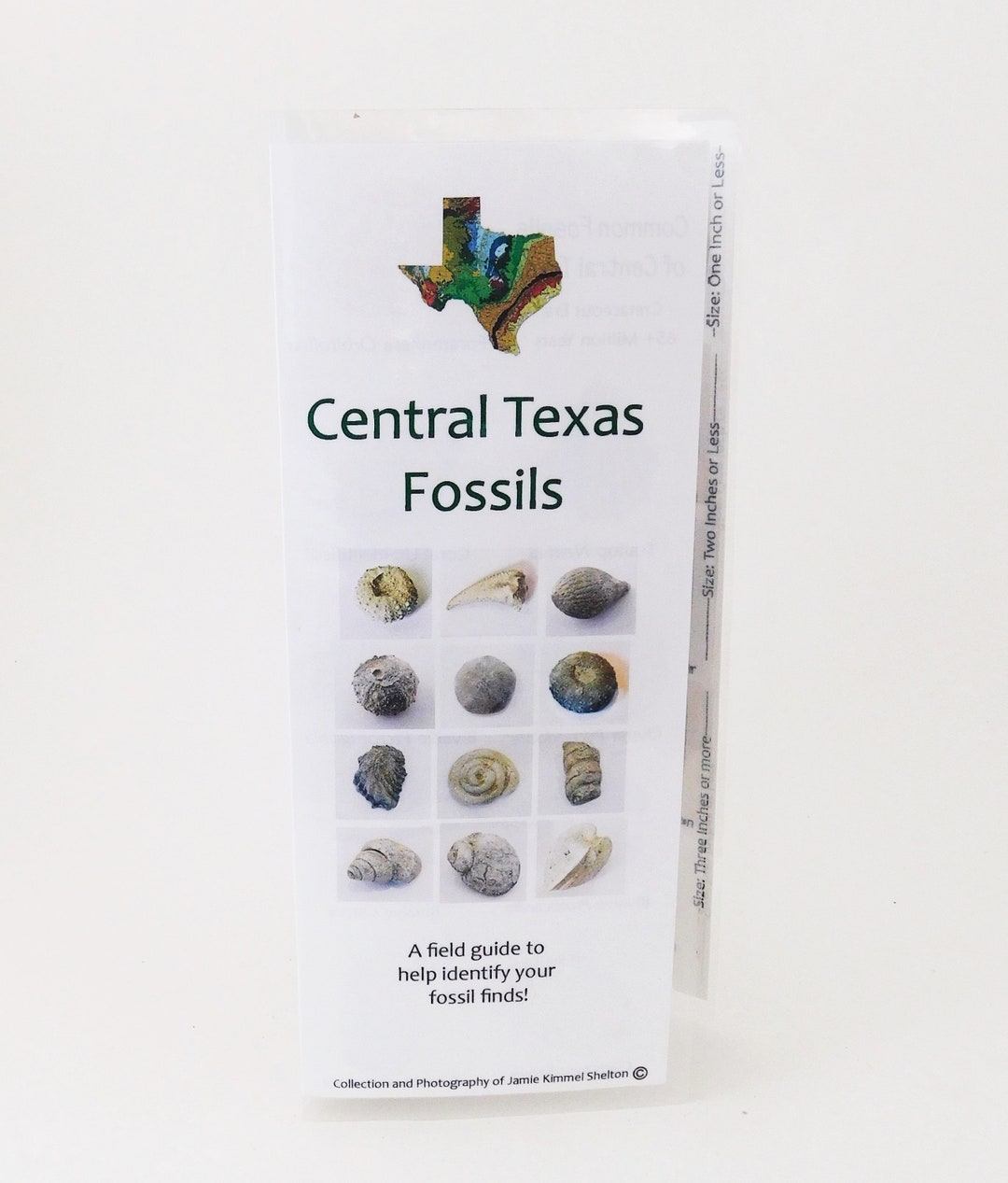 Texas Fossil Guide - Central Texas Cretaceous Fossils - Etsy