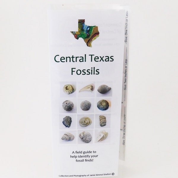 Texas Fossils - Etsy