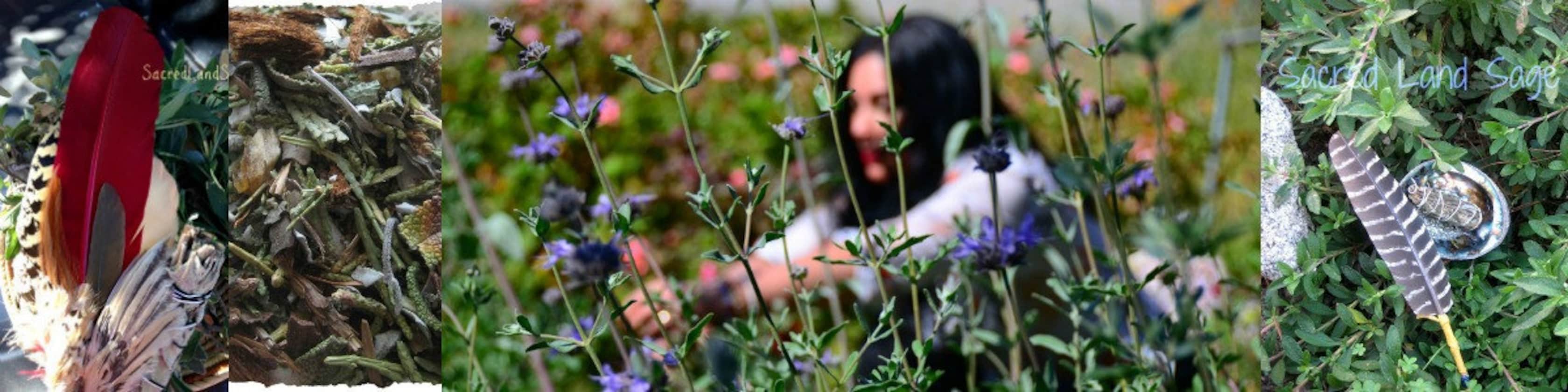SacredLandSage - Etsy