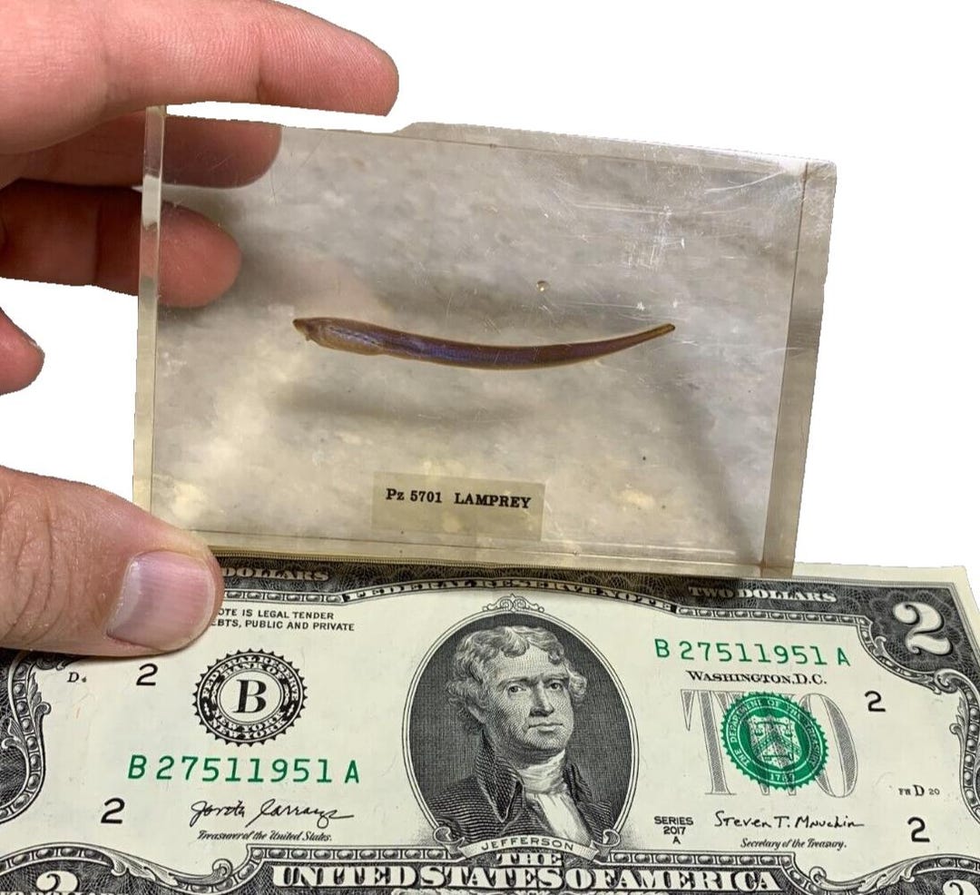 Vintage Lucite Fish Eel Specimen Lamprey Pz5701 Paperweight Paper ...