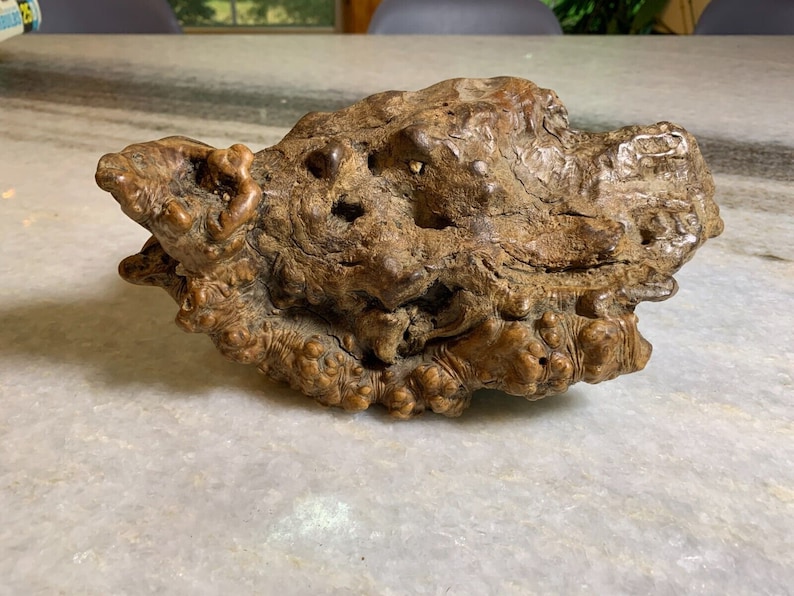 Clean Cleaned Burl Wood Root Roots Leveled Flat Bottom Art Wooden Base ...