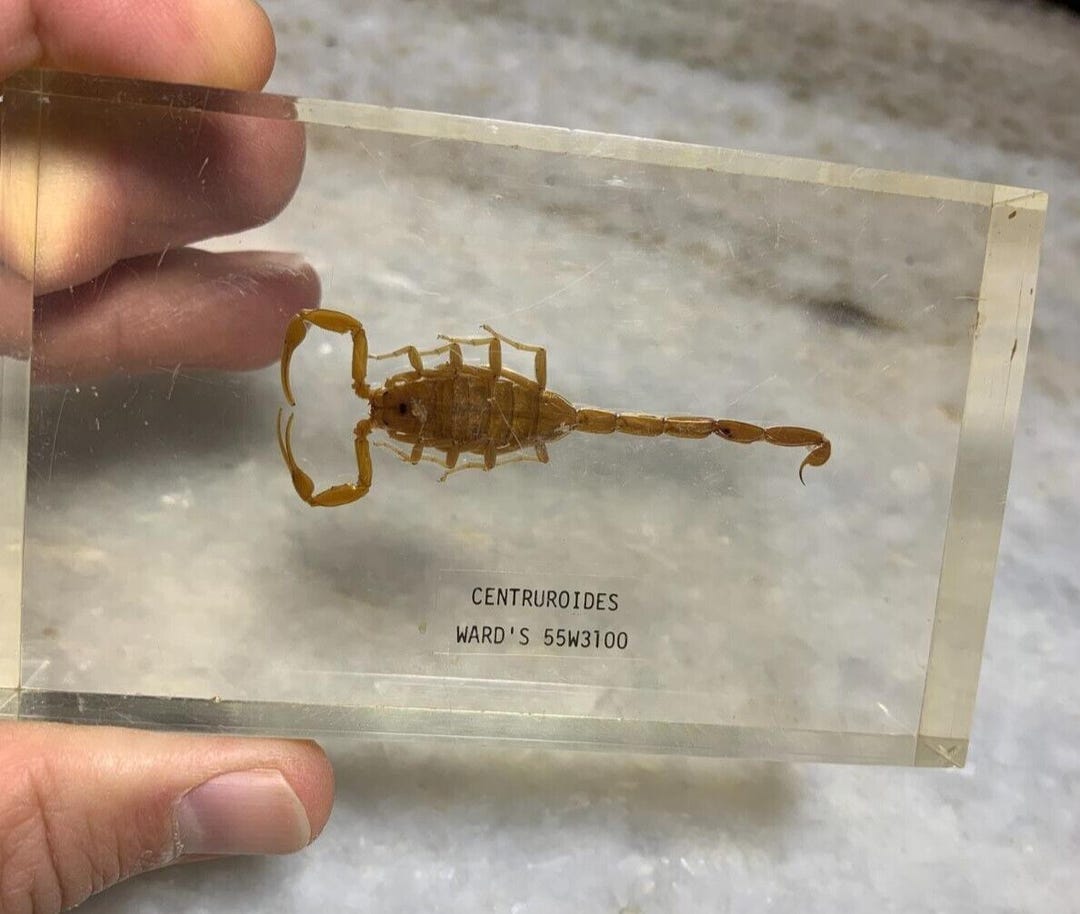 Vintage Specimen Scorpion Centruroides in Lucite Ward's 55w3100 Paper ...