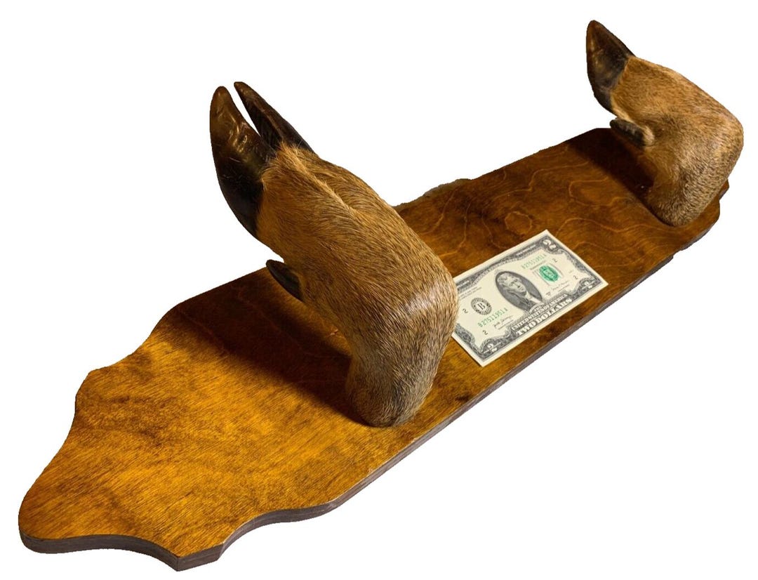 Antique Taxidermy Deer Hooves Hoof Feet Coat Hat Rack Hook Wall Wood ...