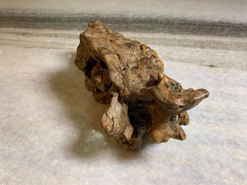 Clean Cleaned Burl Wood Root Roots Leveled Flat Bottom Art Wooden Base ...
