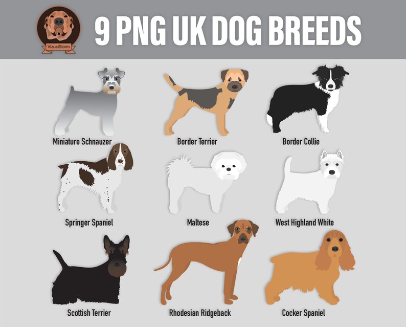 English Cocker Spaniel Dog Breeds Clipart Bundle - Hand Drawn Png Dog ...