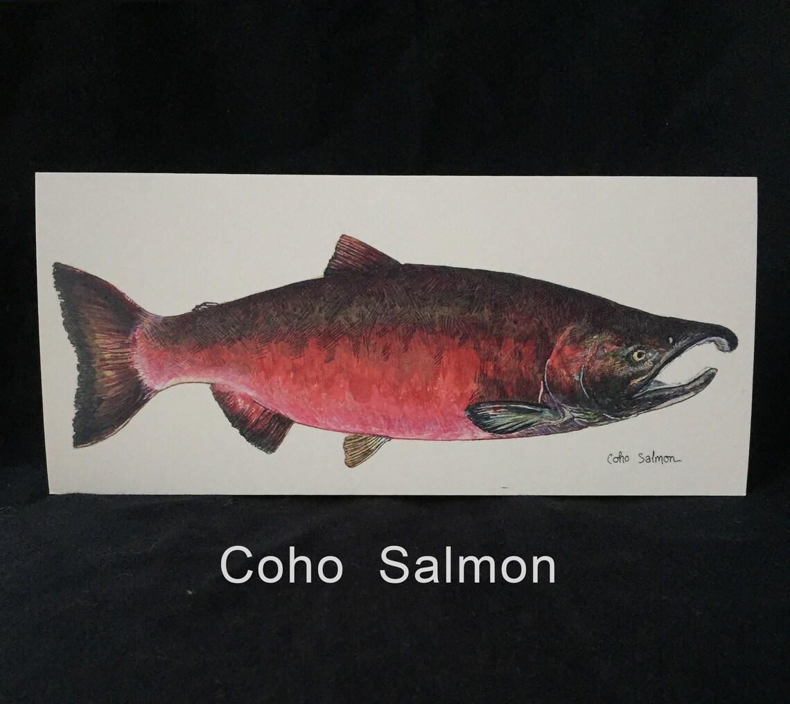 Salmon Card Set, 5 Card Gift Set With Sockeye, King, Coho, Pink, and ...