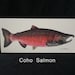 Salmon Card Set, 5 Card Gift Set With Sockeye, King, Coho, Pink, and ...