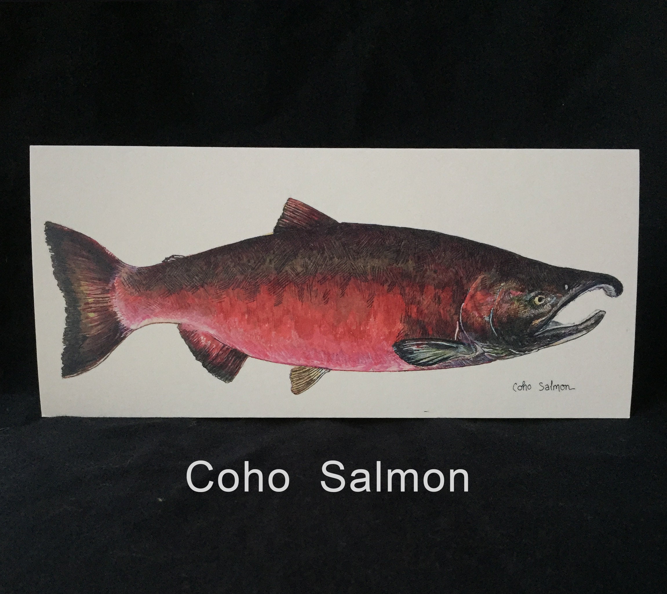 Salmon Card Set, 5 Card Gift Set With Sockeye, King, Coho, Pink, and ...