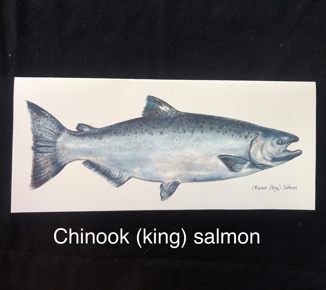 Salmon Card Set 5 Card Gift Set With Sockeye King Coho - Etsy