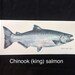 Salmon Card Set, 5 Card Gift Set With Sockeye, King, Coho, Pink, and ...