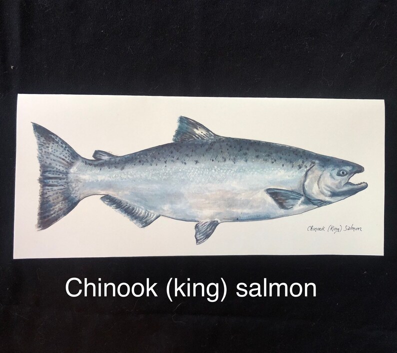 Salmon Card Set, 5 Card Gift Set With Sockeye, King, Coho, Pink, and ...