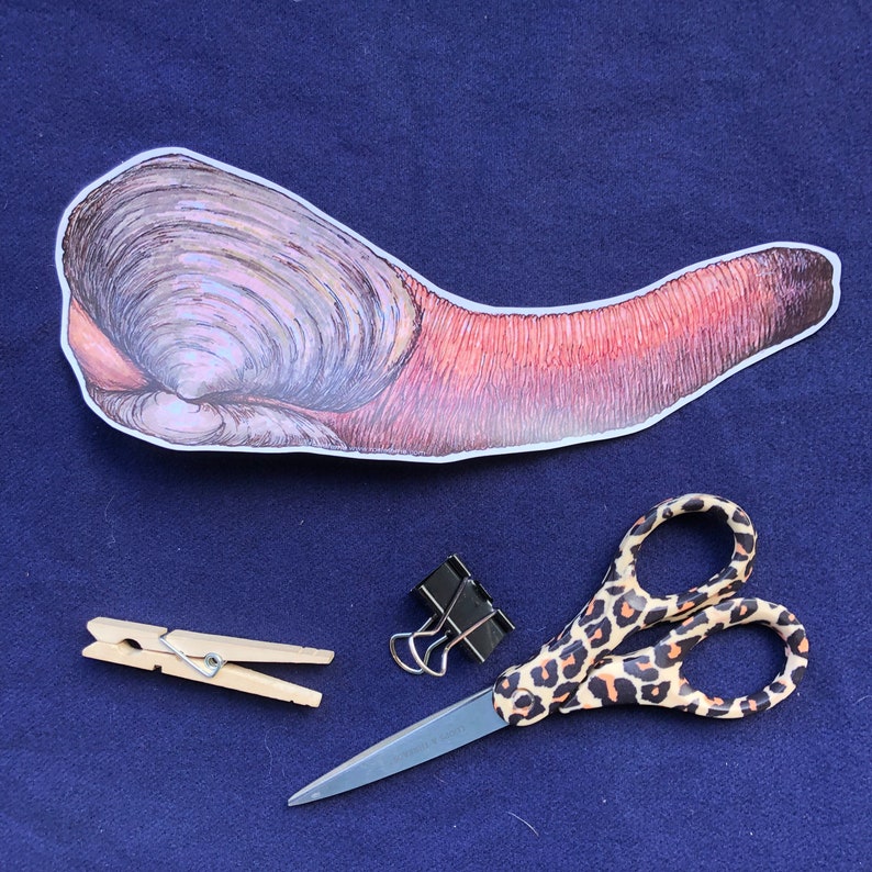 Geoduck Sticker Giant Vinyl Laptop Bumper Sticker Funny - Etsy