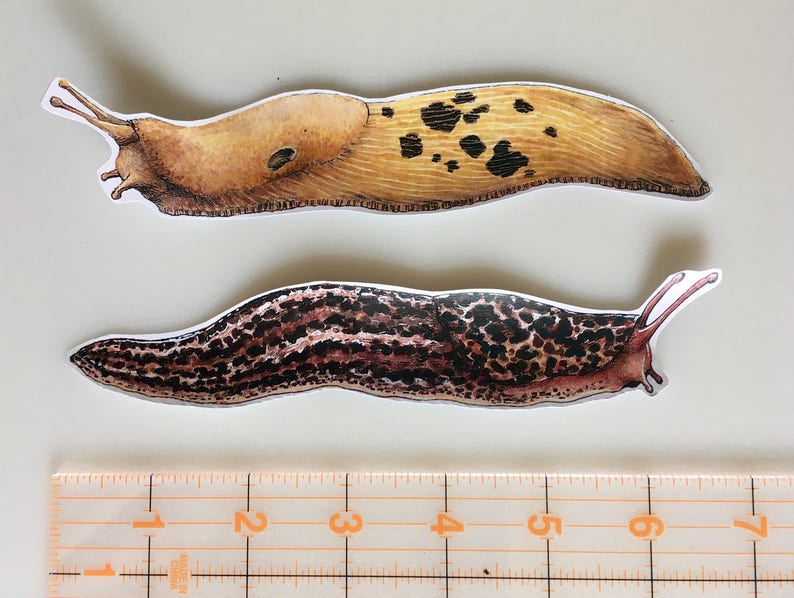 Banana slug and Leopard slug sticker pack 2 vinyl stickers | Etsy