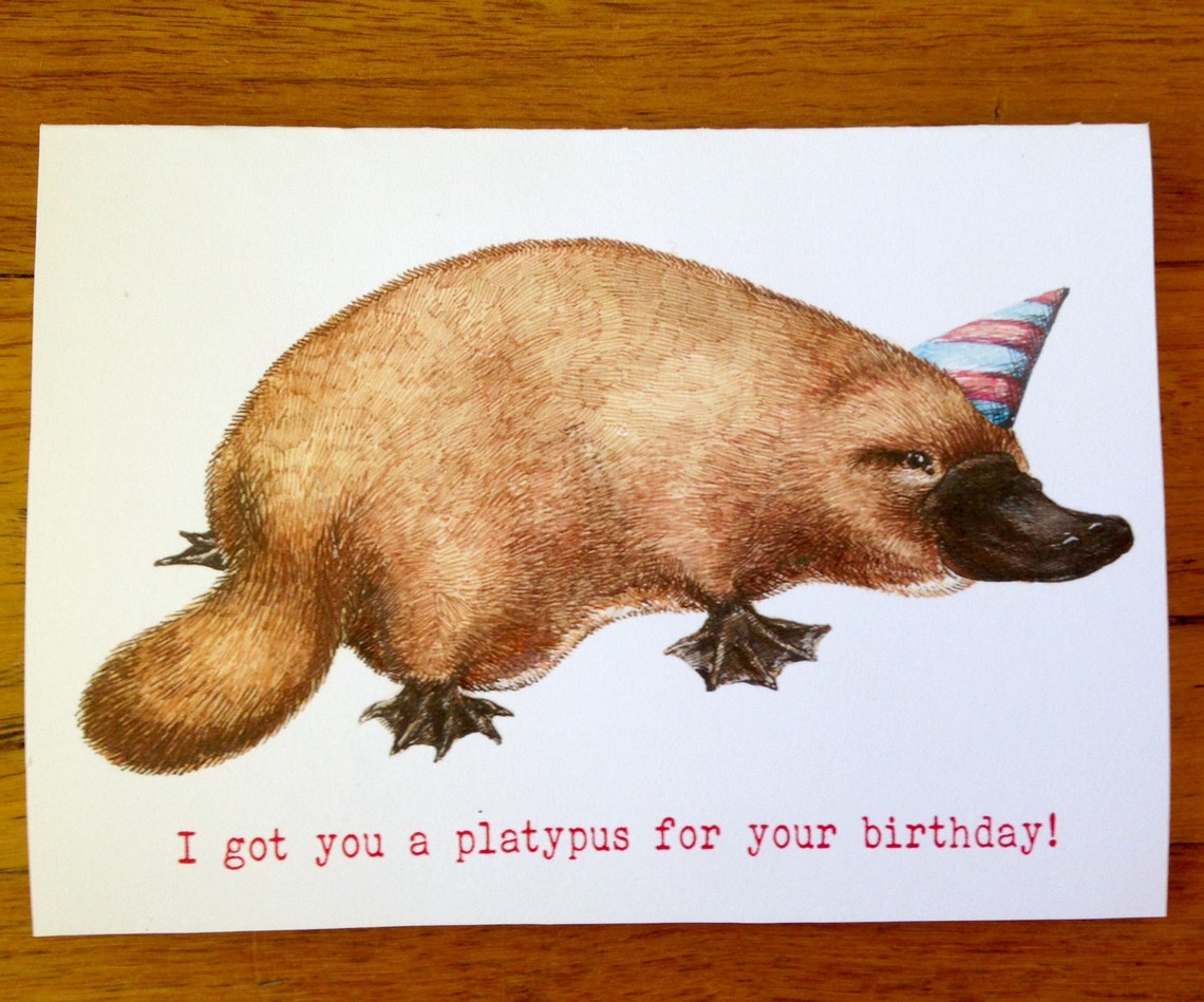 I Got You A Platypus for Your Birthday Card- Funny Birthday Card With ...