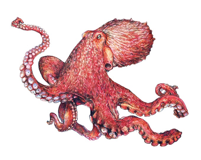 Octopus Art Print, Original Pacific Giant Octopus Pacific Northwest ...