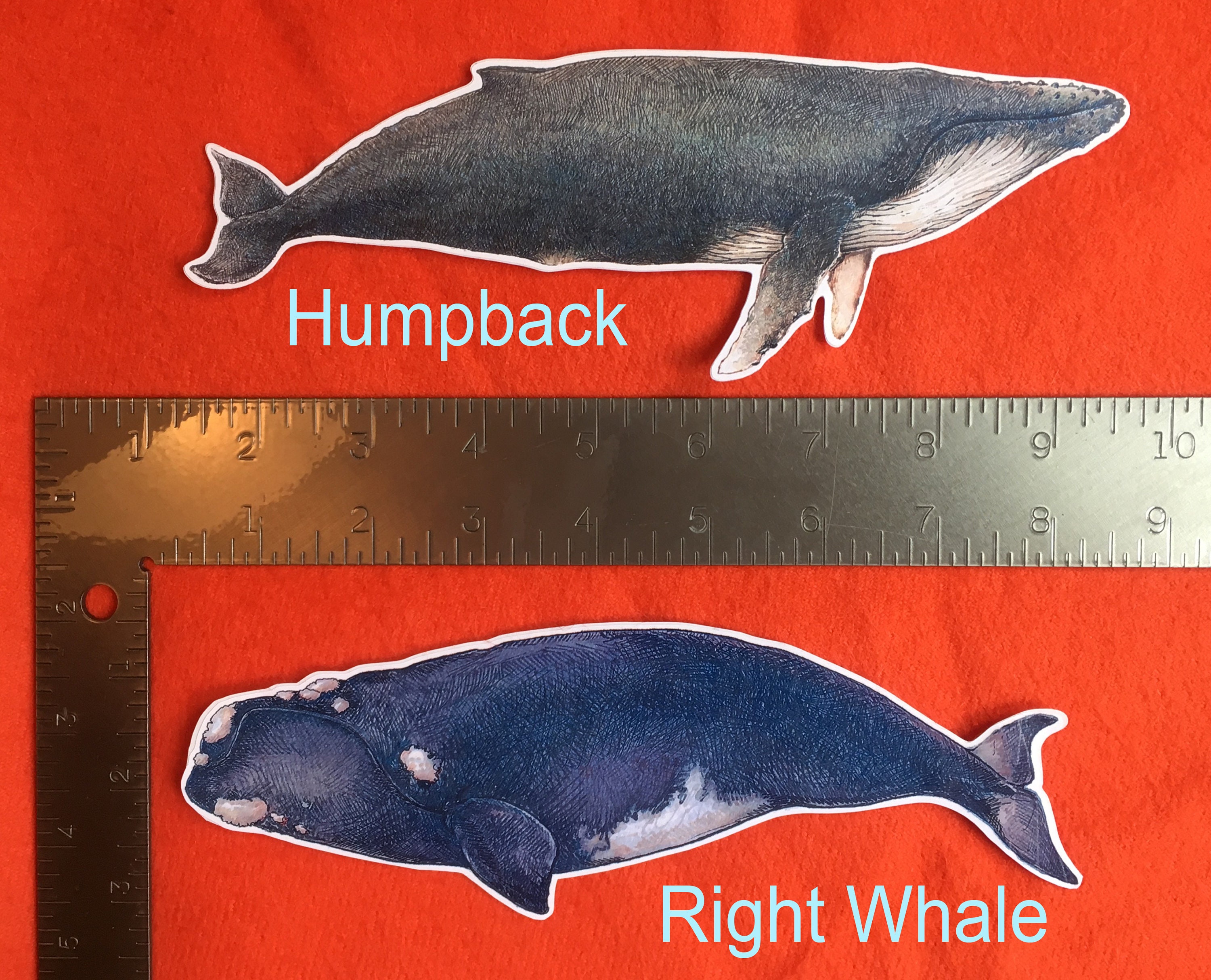 Whale Sticker- Giant 7" Vinyl Sticker With Original Whale Illustration ...