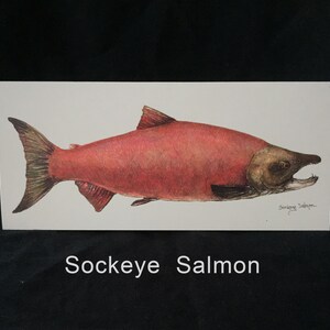 Salmon Card Set, 5 Card Gift Set With Sockeye, King, Coho, Pink, and ...