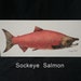 Salmon Card Set, 5 Card Gift Set With Sockeye, King, Coho, Pink, and ...