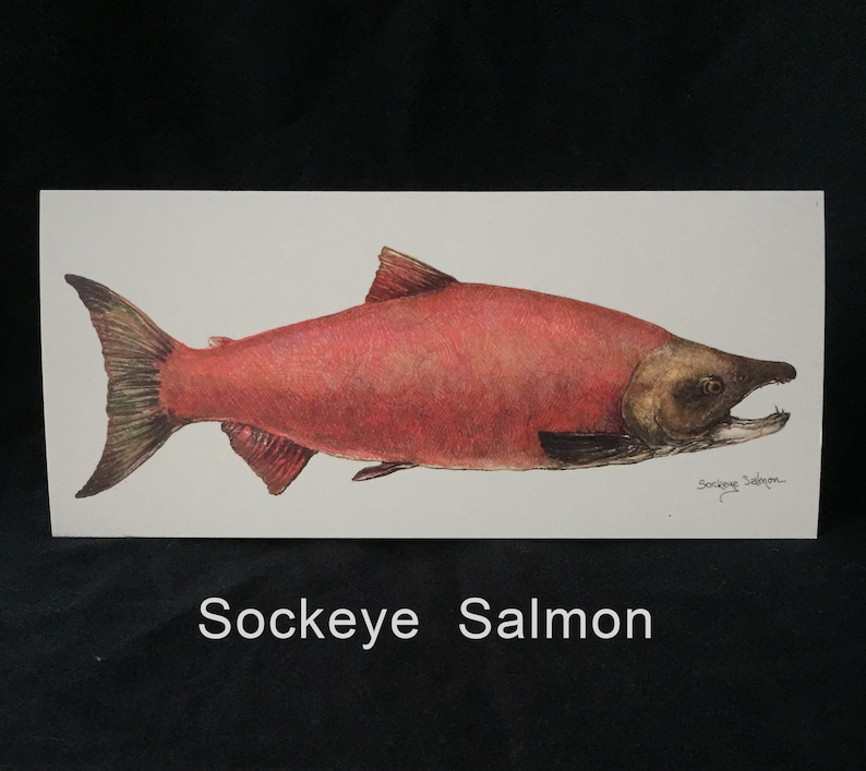 Salmon Card Set, 5 Card Gift Set With Sockeye, King, Coho, Pink, and ...