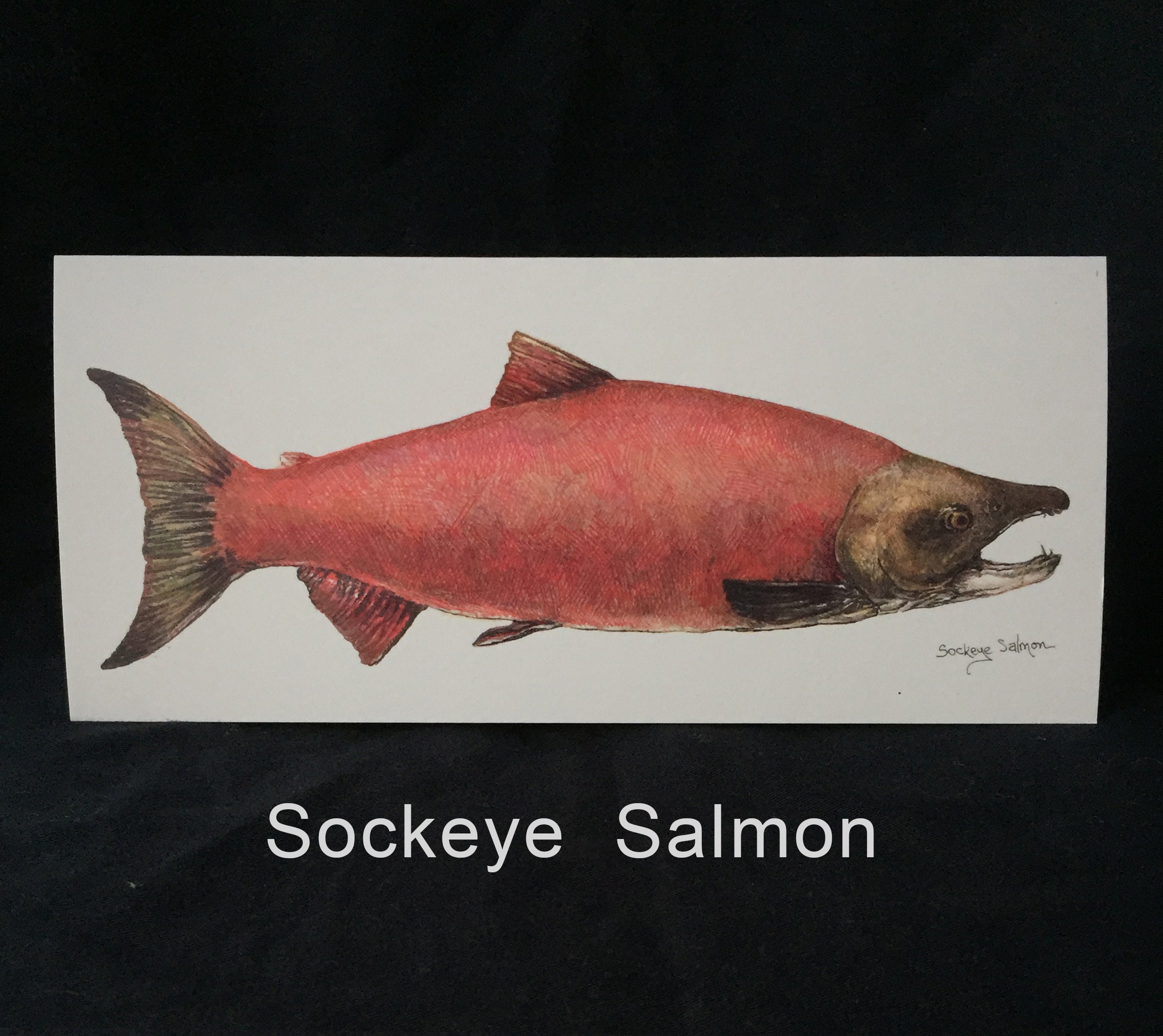 Salmon Card Set, 5 Card Gift Set With Sockeye, King, Coho, Pink, and ...