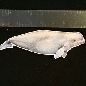 Whale Sticker- Giant 7" Vinyl Sticker With Original Whale Illustration ...