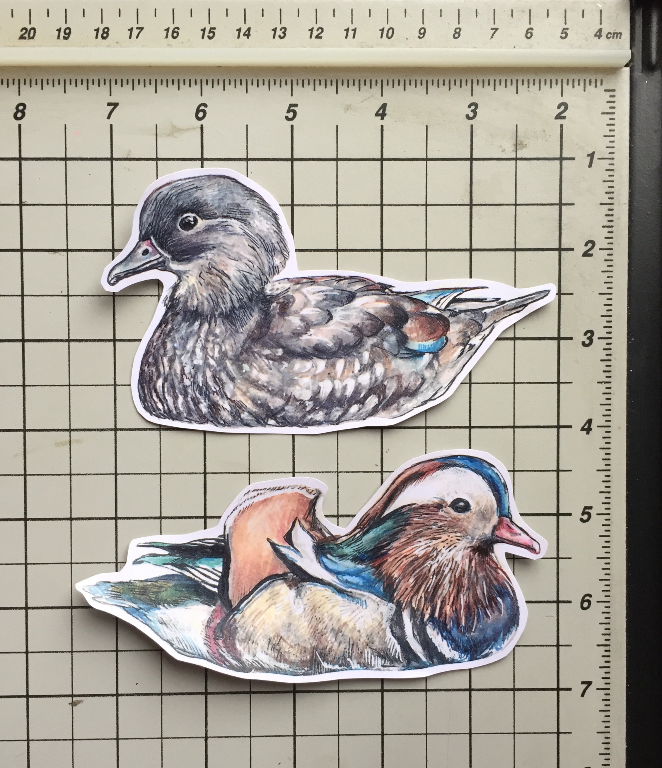 Mandarin Duck Sticker 2 Pack Male and Female Duck Couple | Etsy