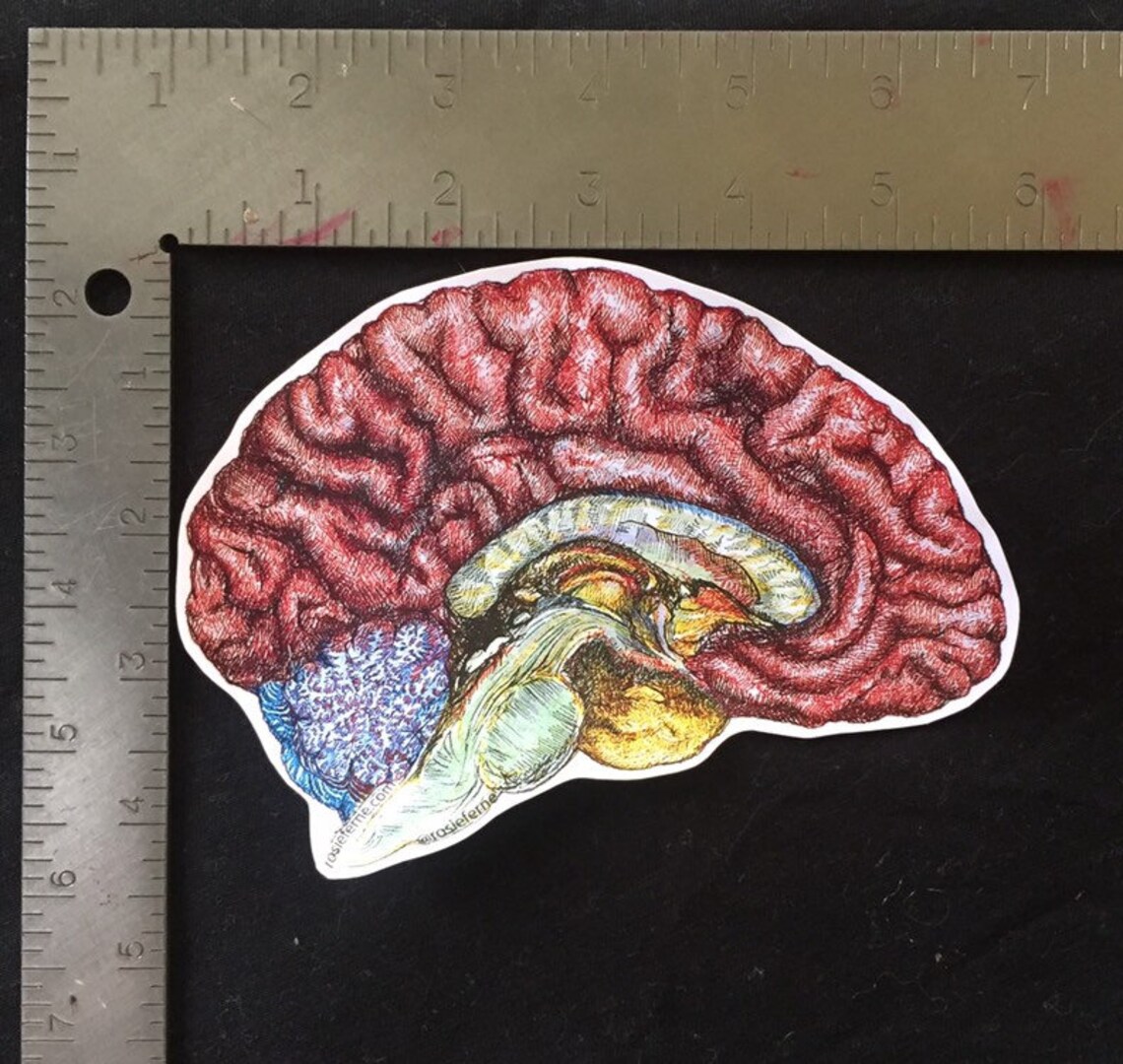 Human brain sticker decal vinyl handmade sticker with original | Etsy