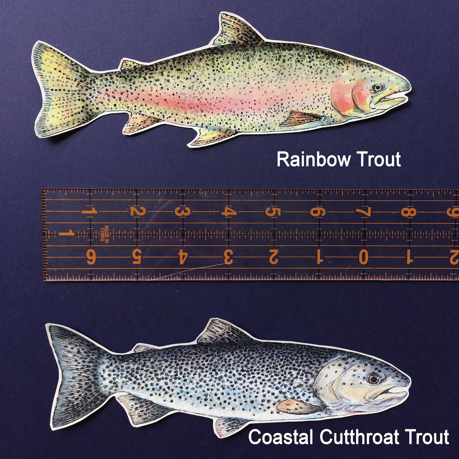 Vinyl Trout Stickers - Indoor/outdoor Decals Brook Rainbow Trout ...
