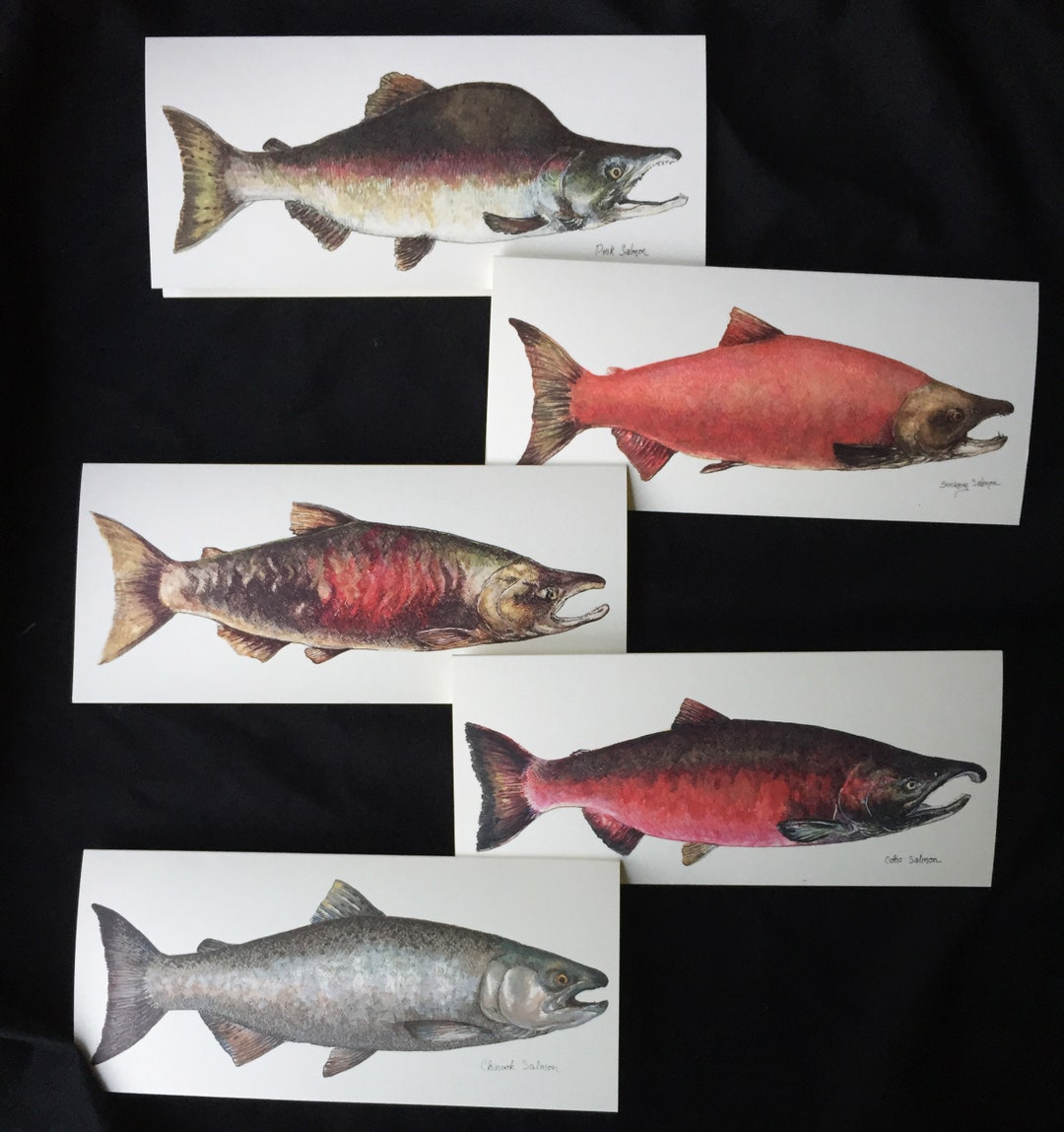 Salmon Card Set, 5 Card Gift Set With Sockeye, King, Coho, Pink, and ...