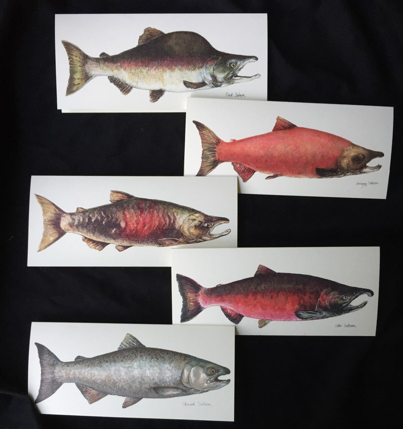 Salmon Card Set, 5 Card Gift Set With Sockeye, King, Coho, Pink, and ...