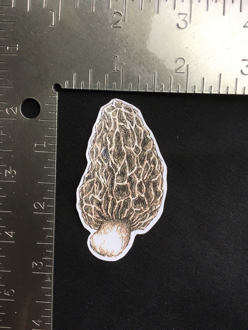 Mushroom Sticker Pack 4 Vinyl Fungi Species Amanita Morel - Etsy