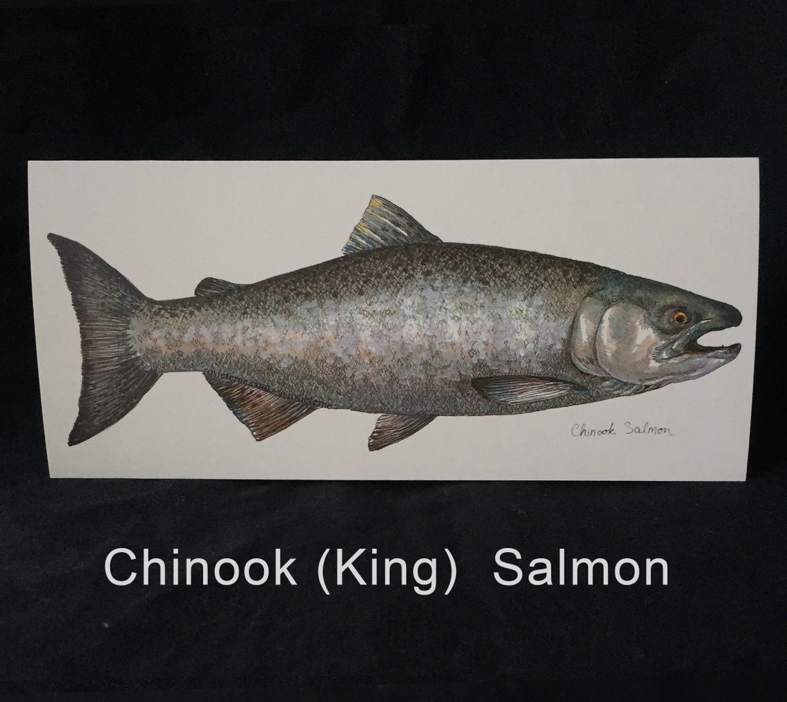 Salmon card set 5 card gift set with sockeye king coho | Etsy