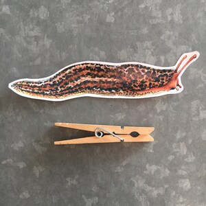 Banana Slug and Leopard Slug Sticker Pack, 2 Vinyl Stickers Pacific ...